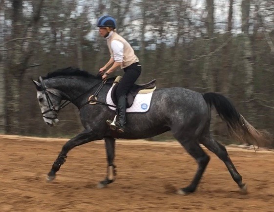 Little Kentucky Farm – Thoroughbred Training and Sales